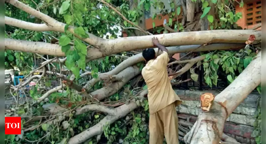 BMC Faces Backlash Over Tree Removal - Urban Acres