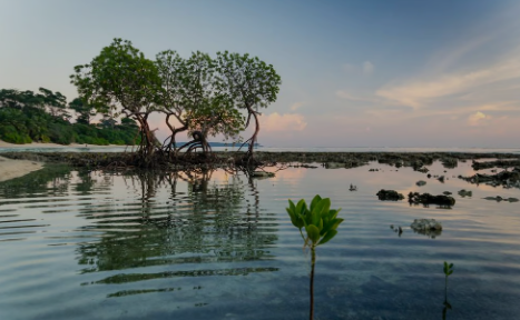 Legal Hurdles for Great Nicobar Project Intensify - Urban Acres