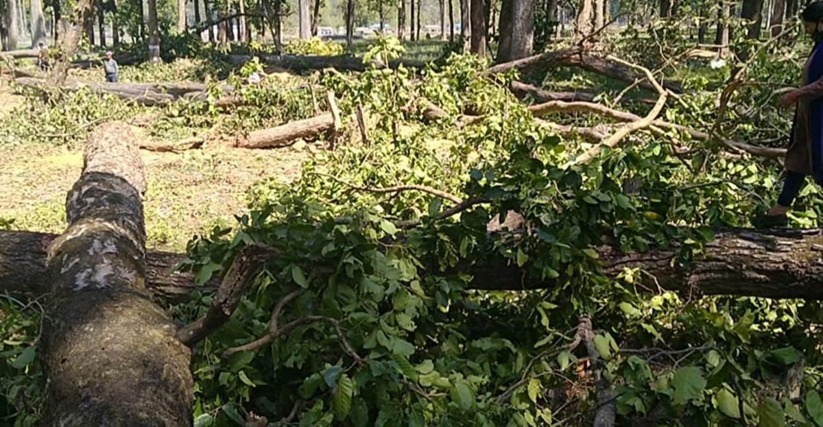 Nepal Begins Tree Removal for Dodhara Chandani Dry Port